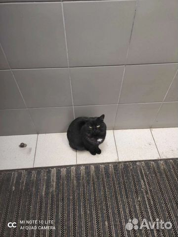 Коты остались без дома
