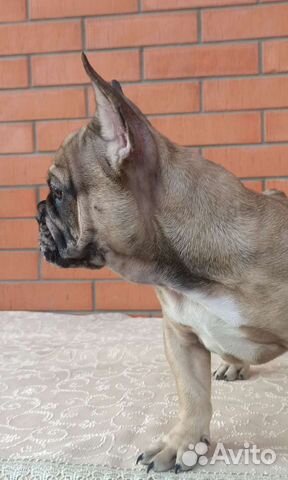 Щенок французского бульдога