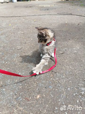 Мурзик в ожидании дома