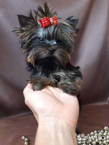 Курносая Красотка