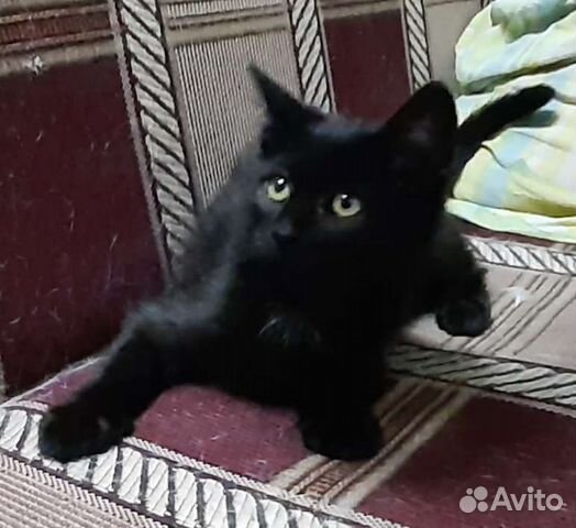 Кошка котенок-монстрик Марго