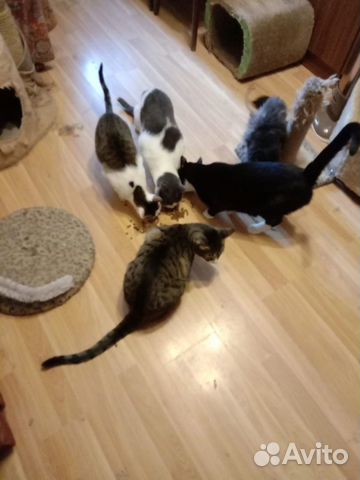 Котики нуждаются в передержке доме помощи кормах
