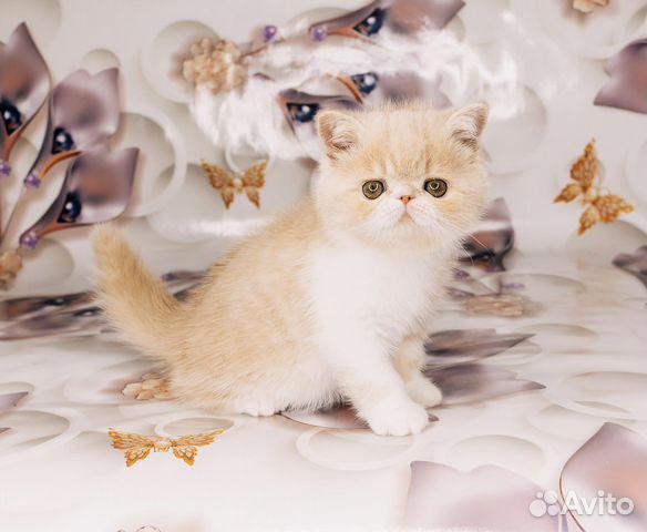 Экзотический мальчик 2 мес