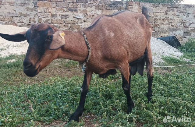 Нубийские козы