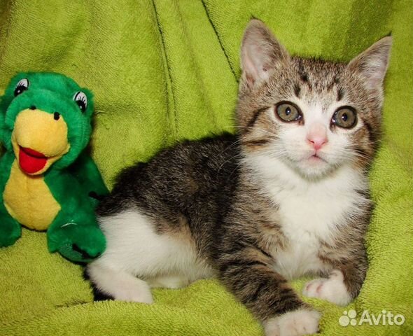 Маленький очаровательный котенок в дар