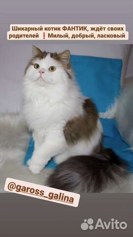 Шотландские котята.Прелестный, самый добрый котик