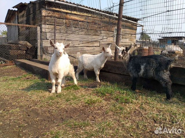 Козлята 3 мес