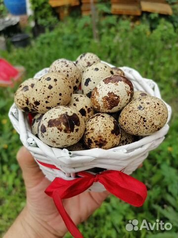 Яйцо инкубационное перепелов