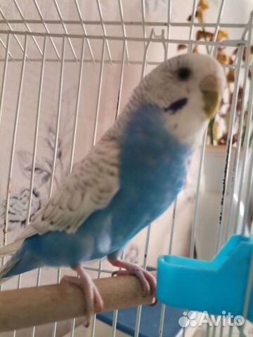 Молодой волнистый попугай(самочка)