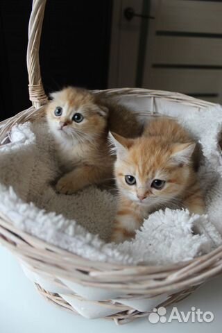 Золотые шиншилловые котята- кошечки