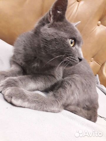 Британский котик