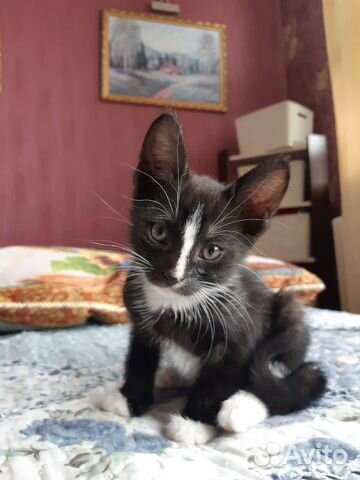 Кошки котята