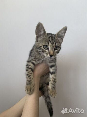 Котёнок