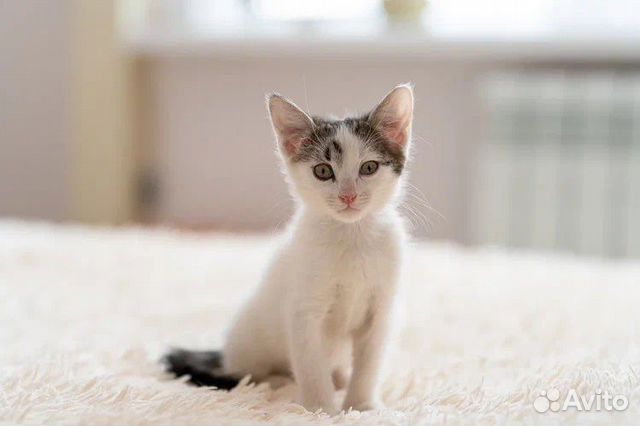 Белоснежка в дар