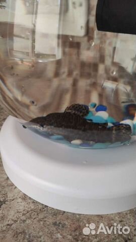 Рыбка сомик