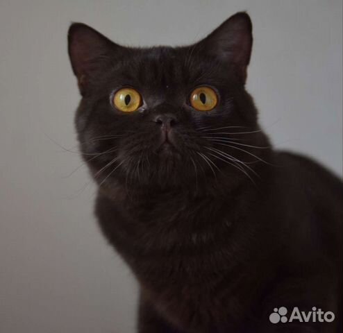 Шоколад,носитель циннамон в разведение