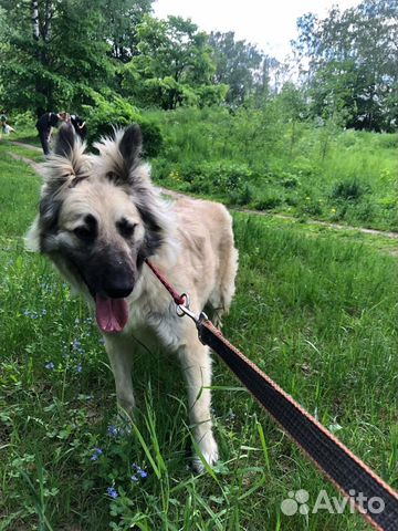 Пушок из приюта ищет дом