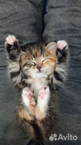Нашли котенка, ищет добрые руки, девочка