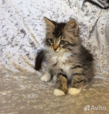 Шикарный малыш в добрые руки