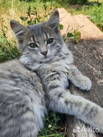 Котята в добрые руки приучены к лотку