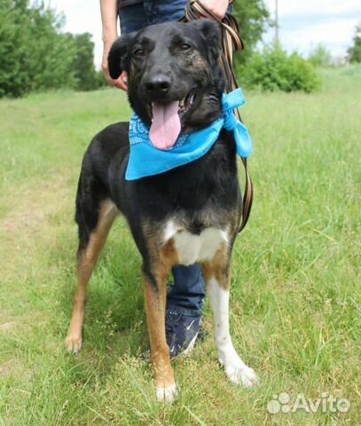 Собаки бесплатно в самые добрые руки