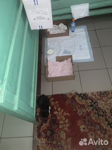 Котенка выбросили в подъезд