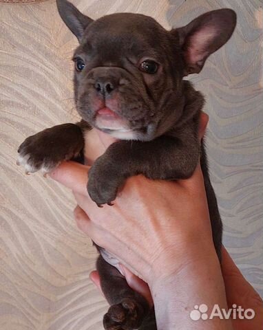 Девочка голубого окраса французик