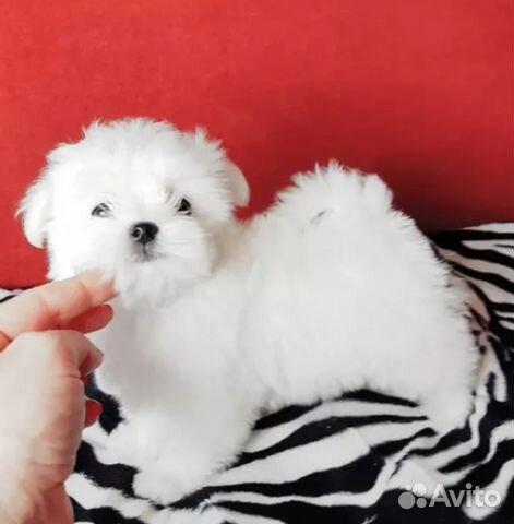 Мальтезе. ркф. Мальтийская болонка