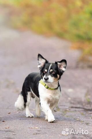 Классный пес в добрые руки