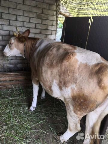 Тёлка айширка