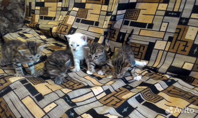 Продажа котят