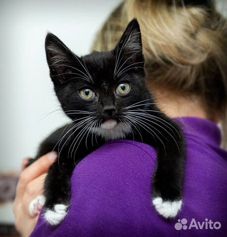 Павлина (3 мес.) изумительная девочка ищет дом