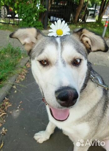 Спаси его от приютской клетки