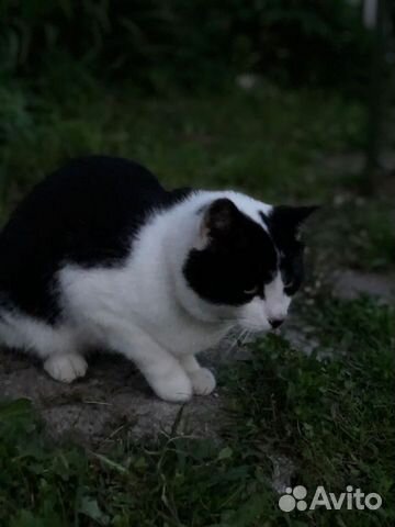 У Кузи умерла хозяйка, котику очень нужен дом