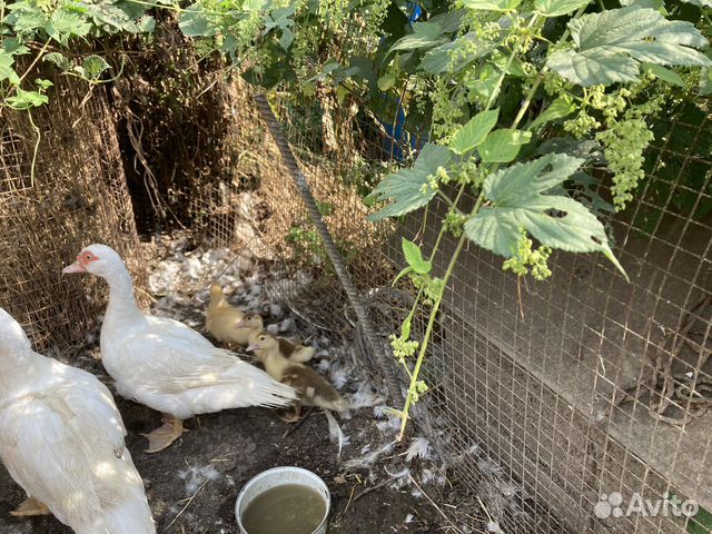 Ундоутята и утка