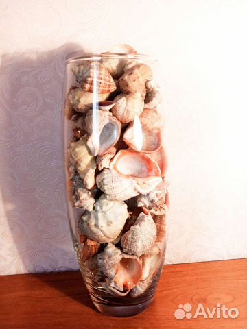 30 анапских ракушек в миниаквариуме