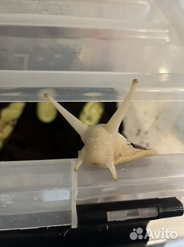 Улитки ахатины бесплатно