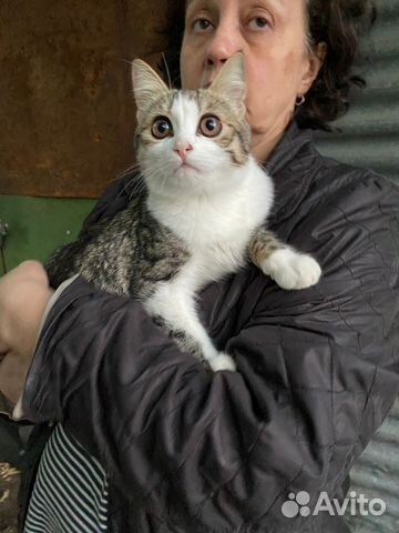 Котята 4 месяца в добрые руки