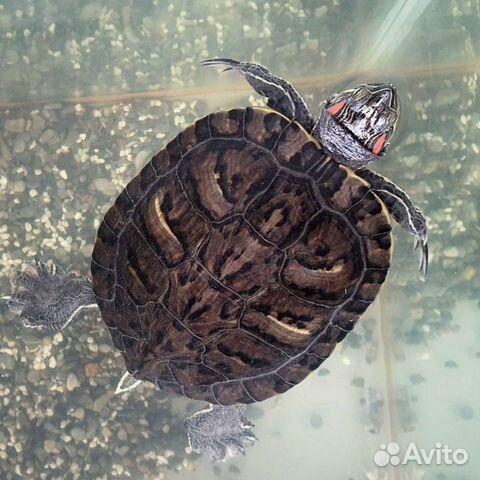 Красноухая черепаха бесплатно