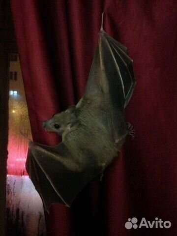 Нильский Крылан. Летучая собака