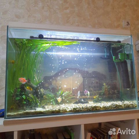 Аквариум с содержимым