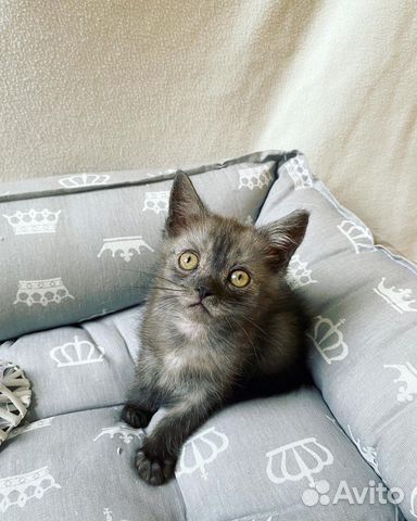 Котенок