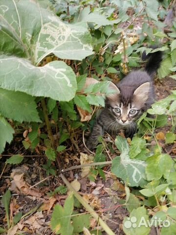 Котята в добрые руки бесплатно