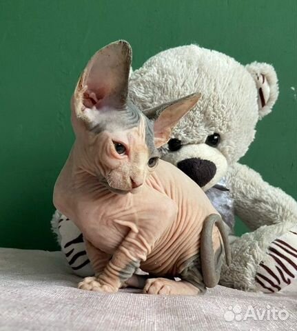 Канадский сфинкс бамбино лонг