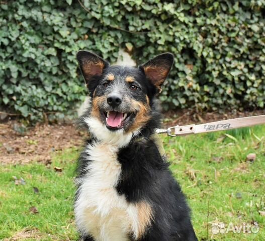 Ищем дом красавчику Ральфу