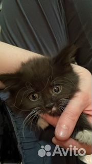 Котёнок в добрые руки