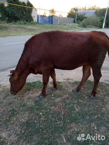 Телки стельные