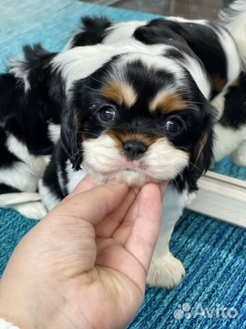 Кавалер Кинг Чарльз Малышка Николь