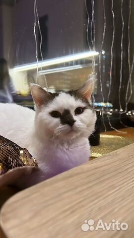 Кошки селкирк рекс