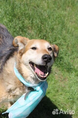 Очень человеколюбивая Собачка Дина ищет дом